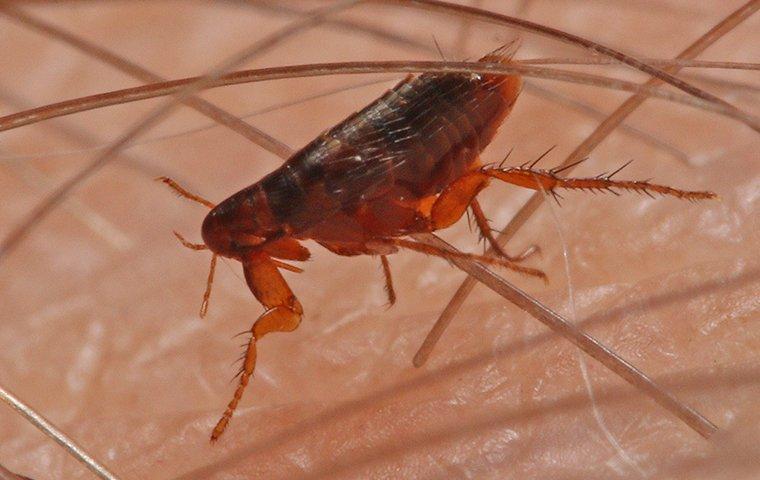 The Secret To Total Flea Control For Your Texarkana Home