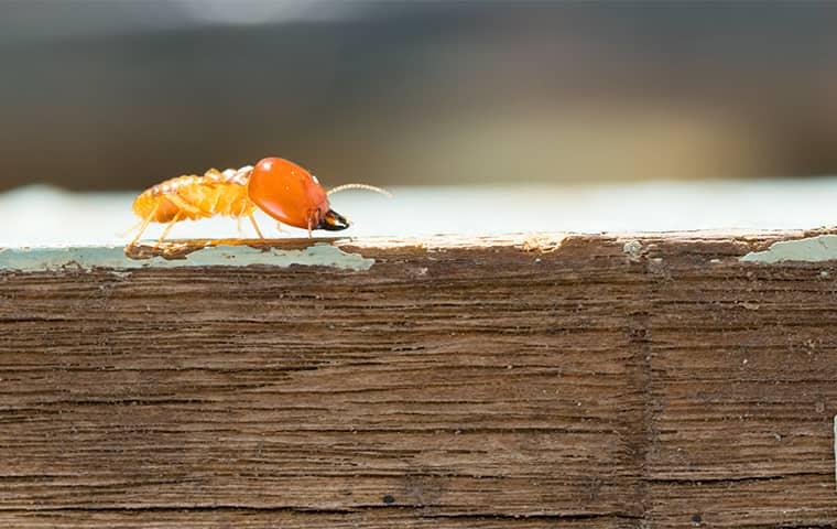 Blog - How Arkansas And Texas Homeowners Can Prepare For Termite Season
